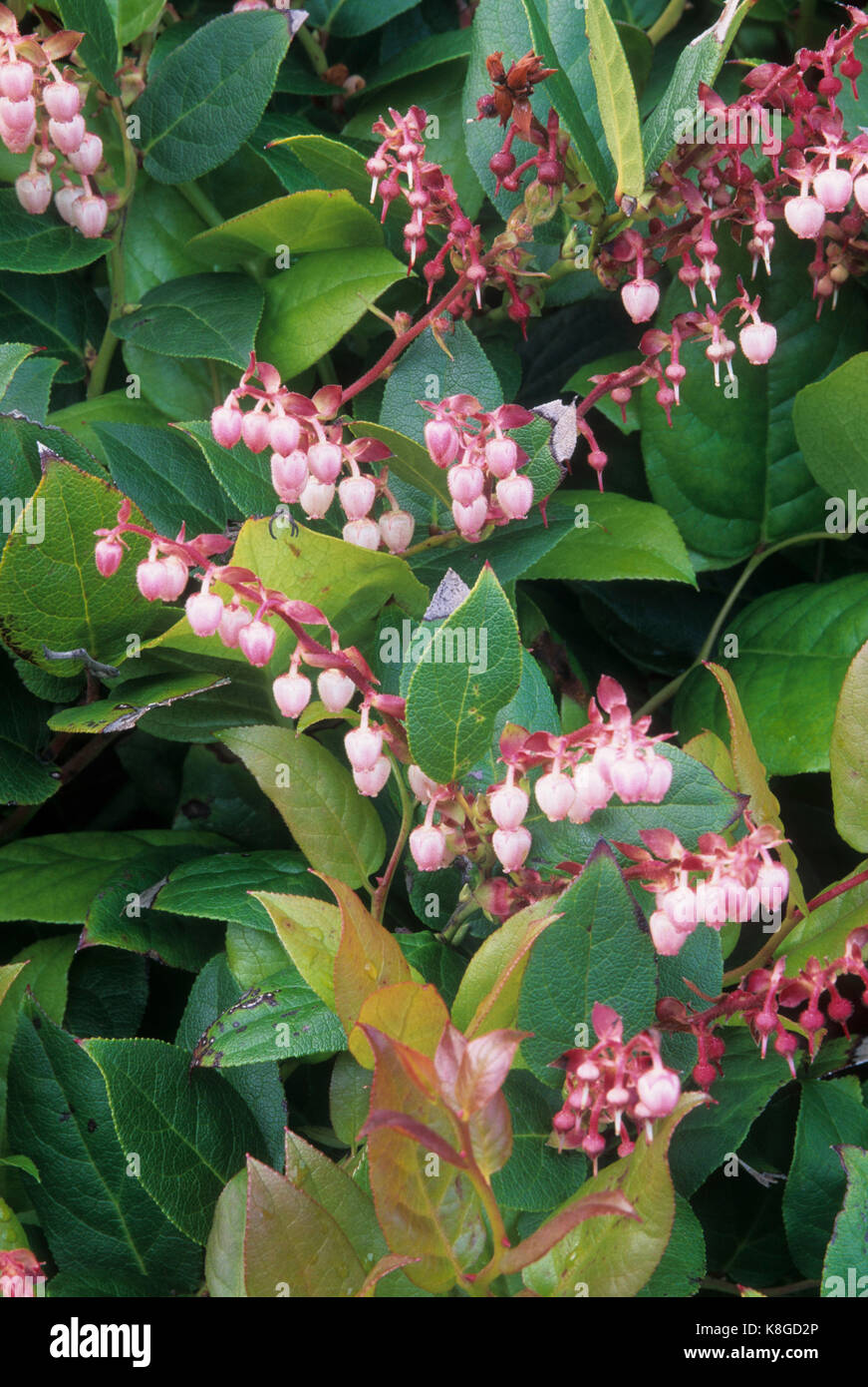 Salal (Gaultheria shallon) blooms, Neptune State Park, Oregon Stock ...