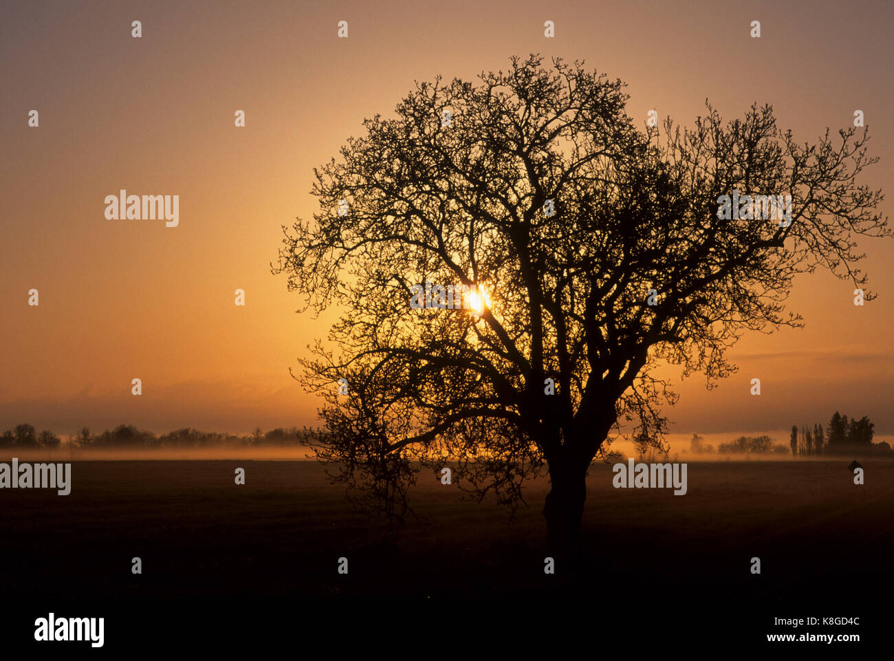 Farm tree sunrise, Linn County, Oregon Stock Photo - Alamy