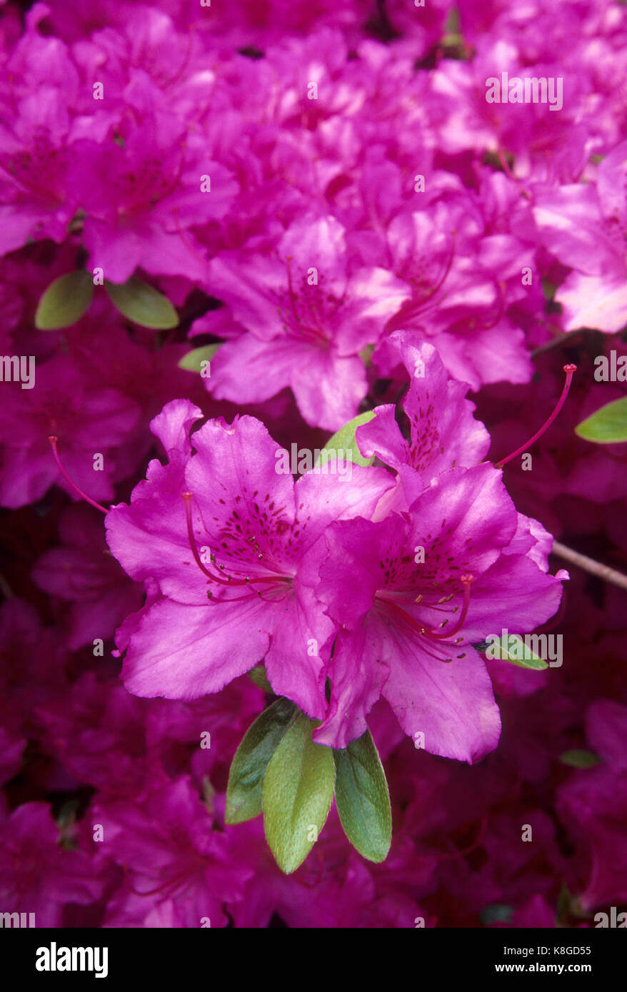 Azaleas in bloom, Crystal Springs Rhododendon Gardens, Portland, Oregon ...