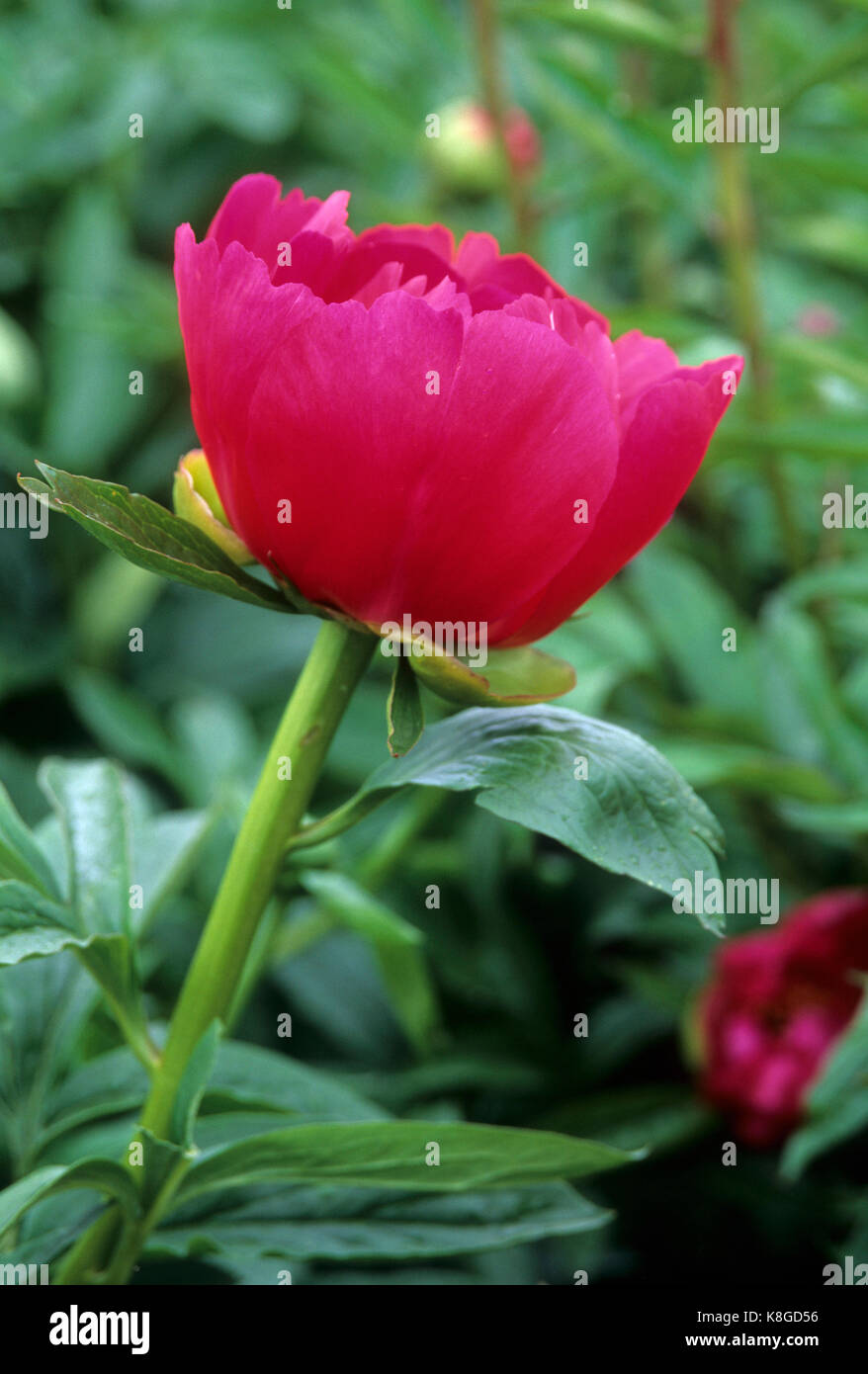 Adelman High Resolution Stock Photography and Images - Alamy