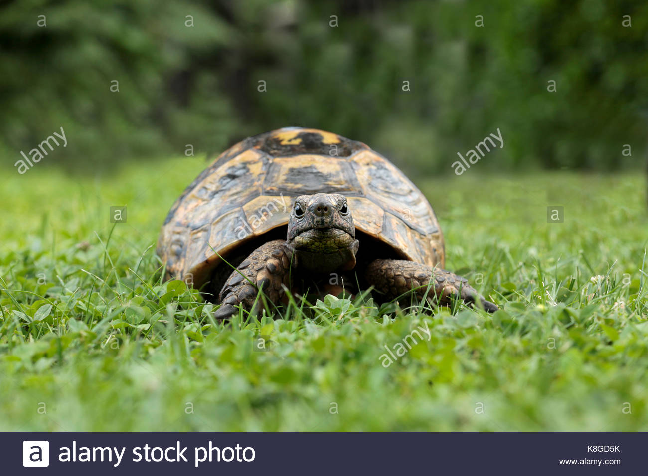 Terrestrial Animals Stock Photos & Terrestrial Animals Stock Images - Alamy