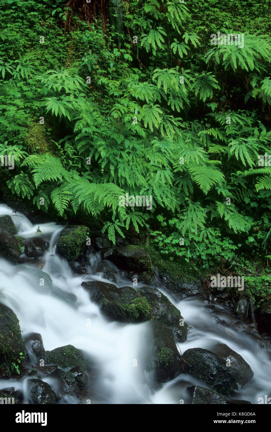 Side drainage with fern, Shepperds Dell State Park, Columbia River ...