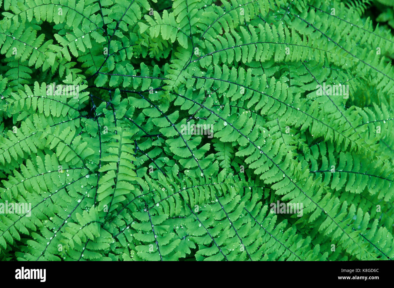 Five finger fern hi-res stock photography and images - Alamy