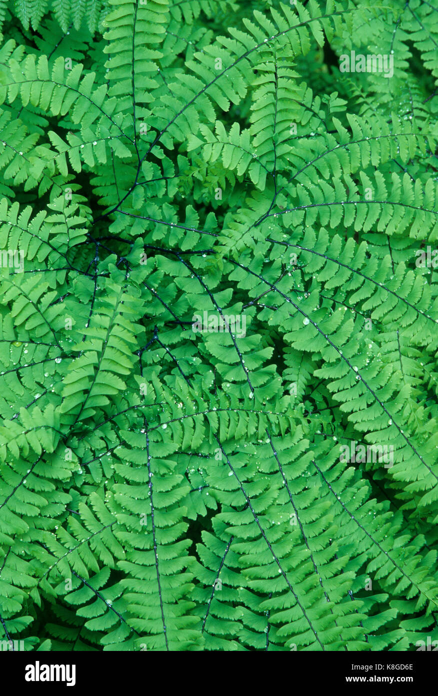 Five finger fern hi-res stock photography and images - Alamy