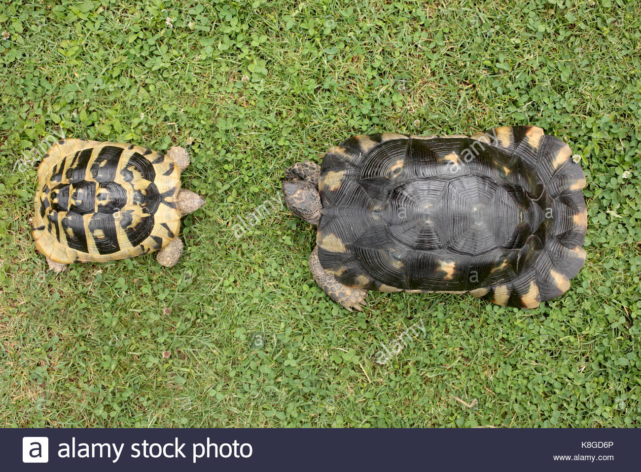Animals With Carapace Stock Photos & Animals With Carapace Stock Images ...