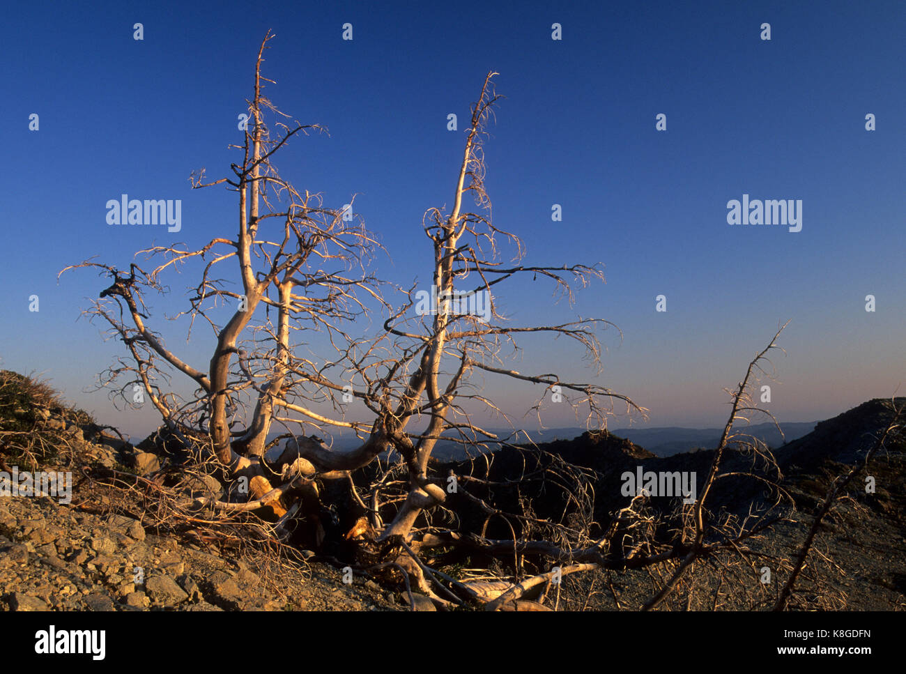 Pinus albicaulis snag hi-res stock photography and images - Alamy