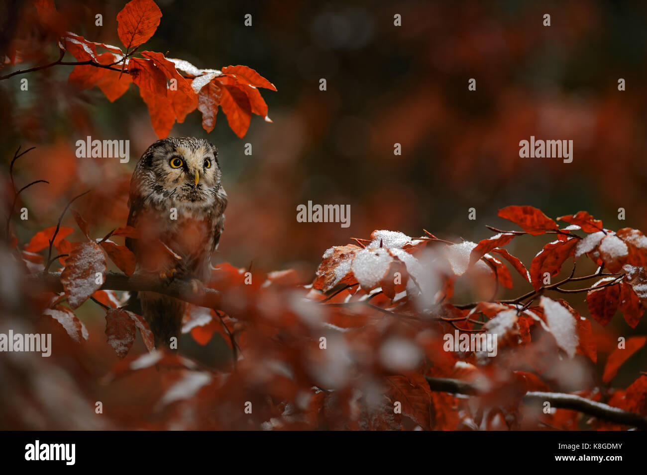 Tengmalm's Owl - Aegolius funereus Stock Photo - Alamy