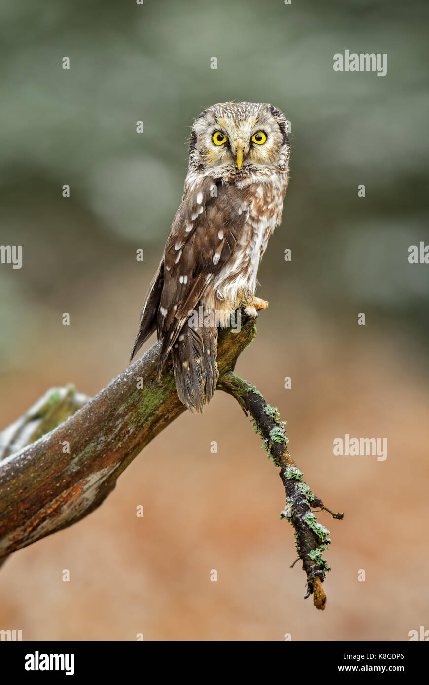 Aegolius tengmalmi hi-res stock photography and images - Alamy