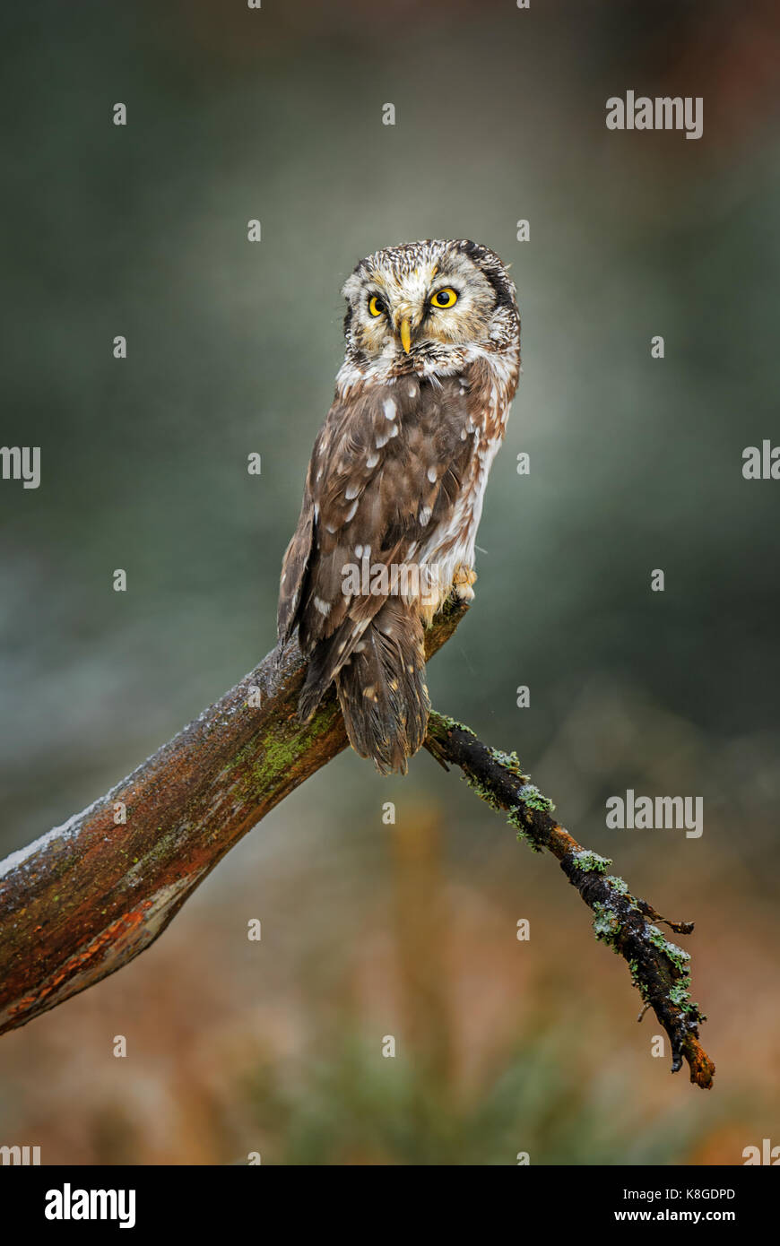 Tengmalm's Owl - Aegolius funereus Stock Photo - Alamy