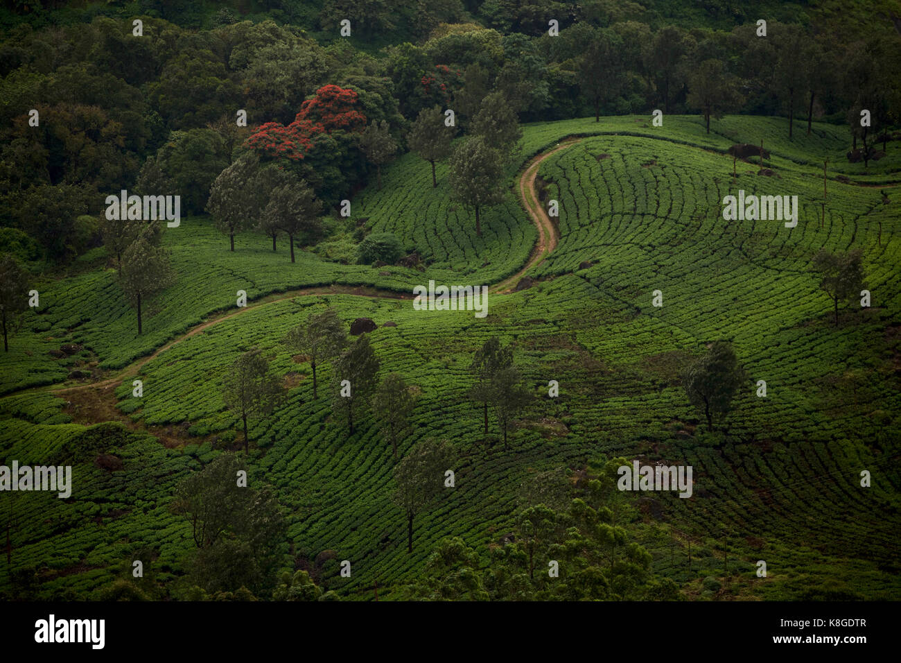 Aerial view munnar kerala hi-res stock photography and images - Alamy