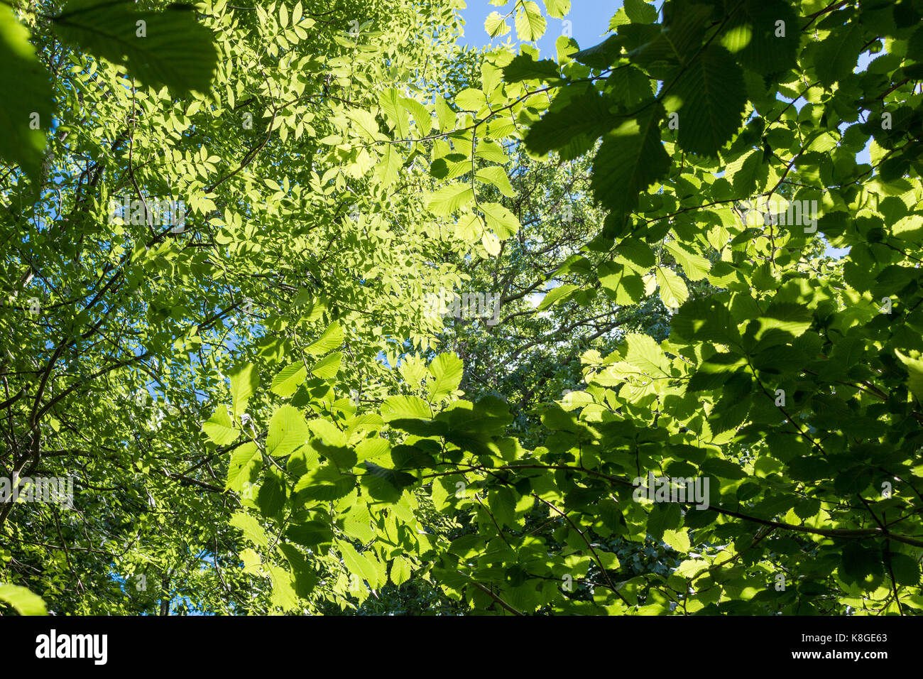 Canopy of leaves hi-res stock photography and images - Alamy