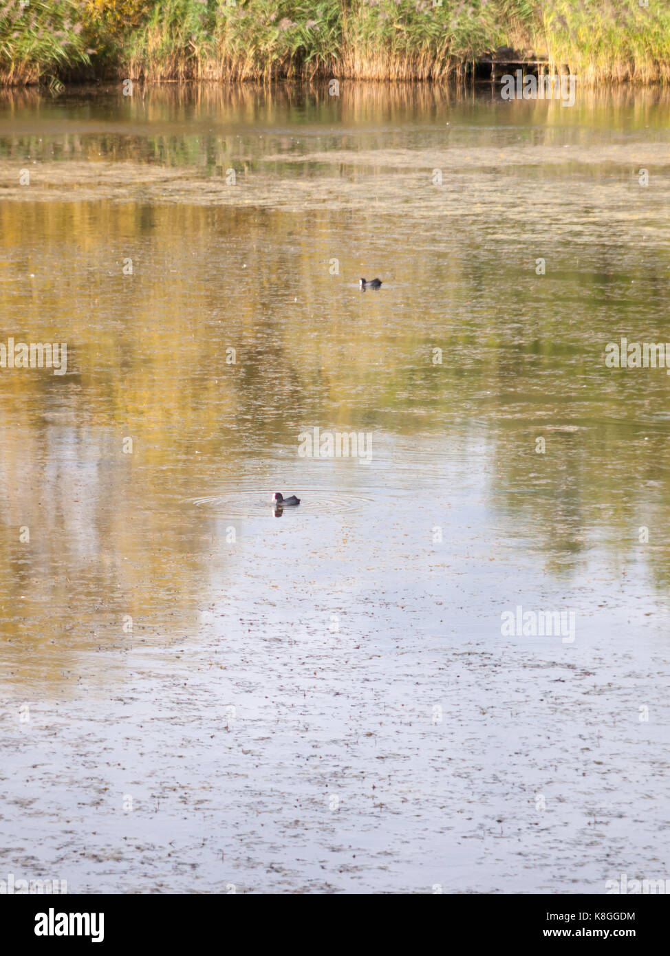 Lobed surface hi-res stock photography and images - Alamy