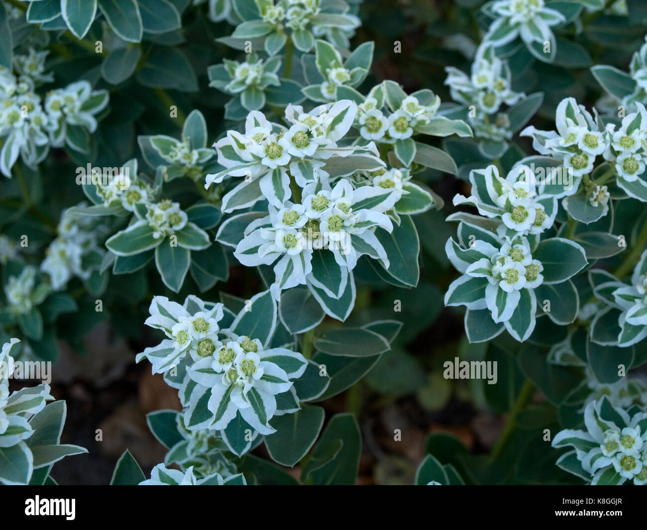 Variegated spurge flowers Stock Photo - Alamy