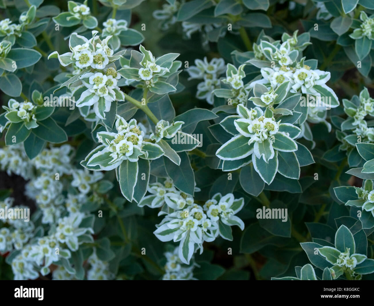 Variegated spurge flowers Stock Photo - Alamy