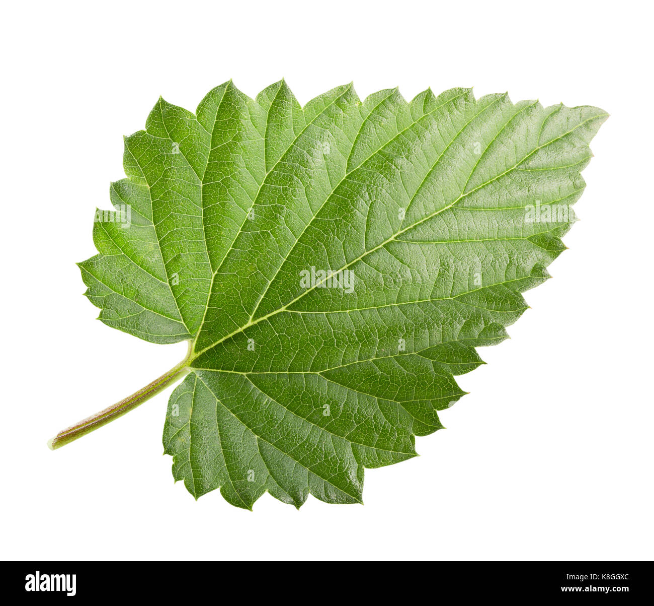 hops leaf isolated on a white background Stock Photo - Alamy