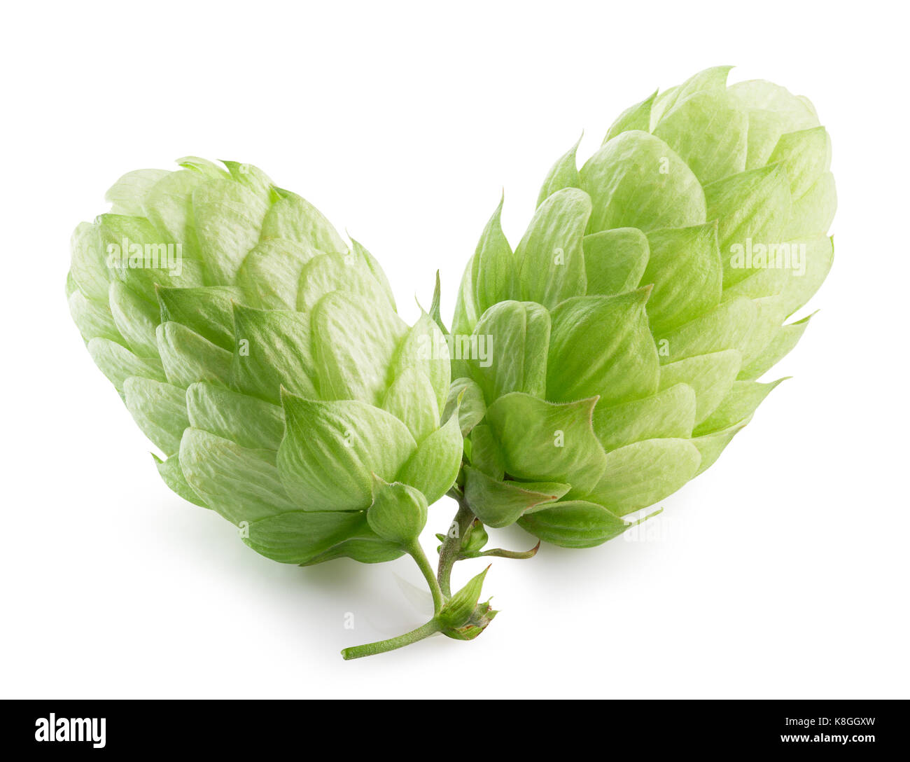 hops isolated on a white background Stock Photo - Alamy