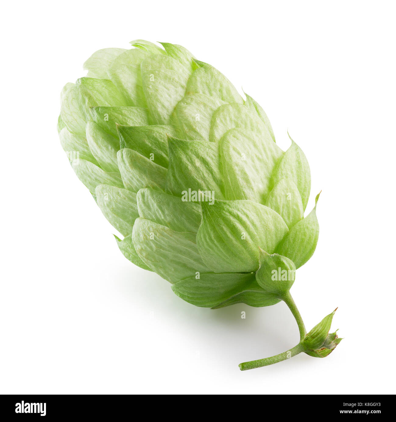 hops isolated on a white background Stock Photo - Alamy