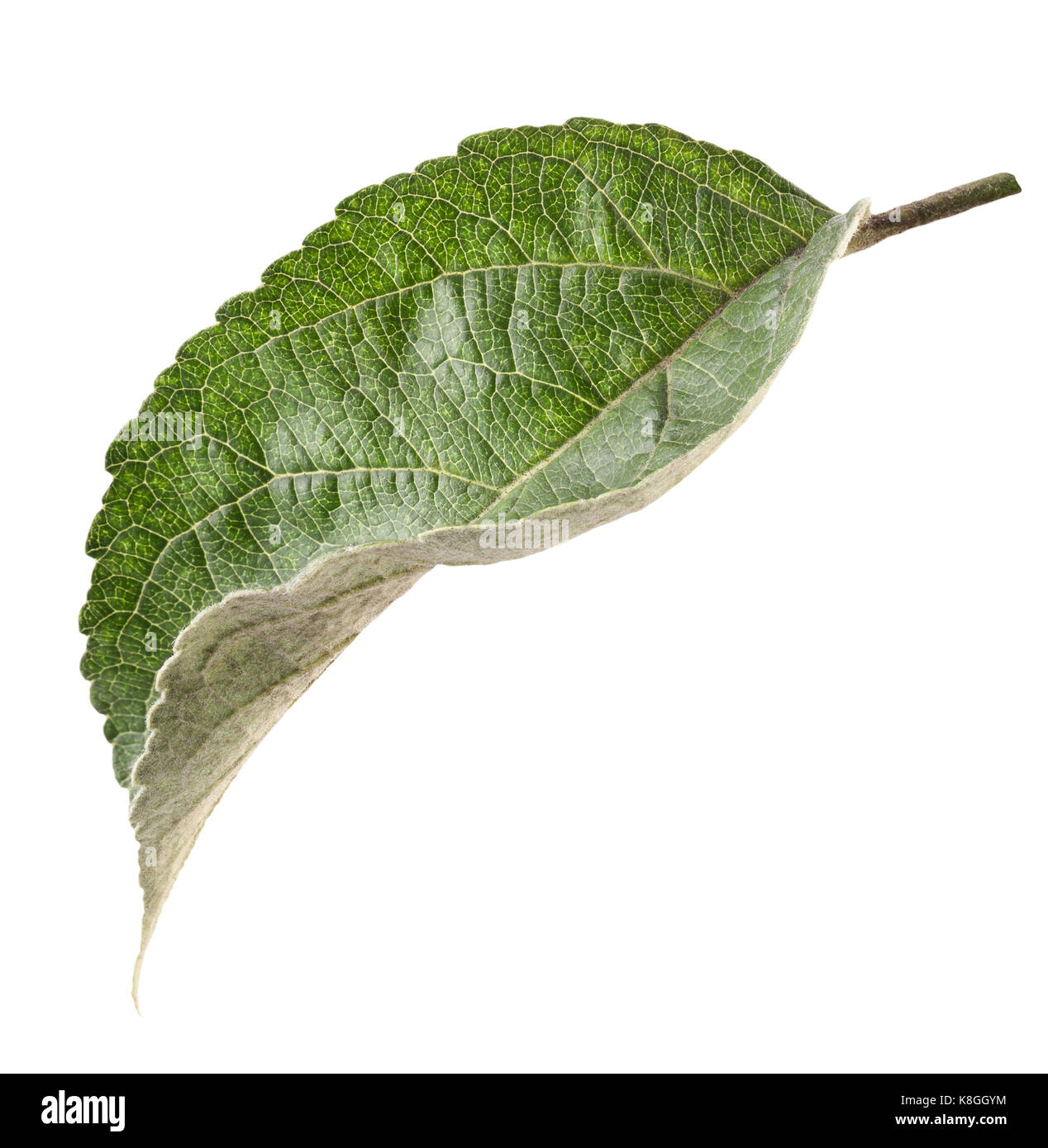 apple leaf isolated on a white background Stock Photo - Alamy