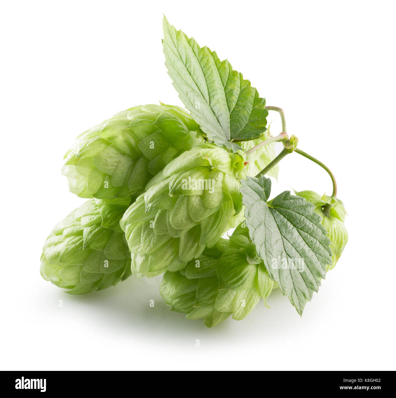 hops isolated on a white background Stock Photo - Alamy