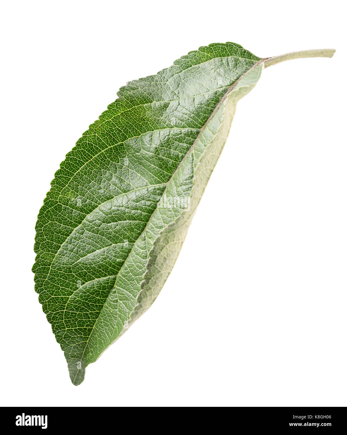 apple leaf isolated on a white background Stock Photo - Alamy