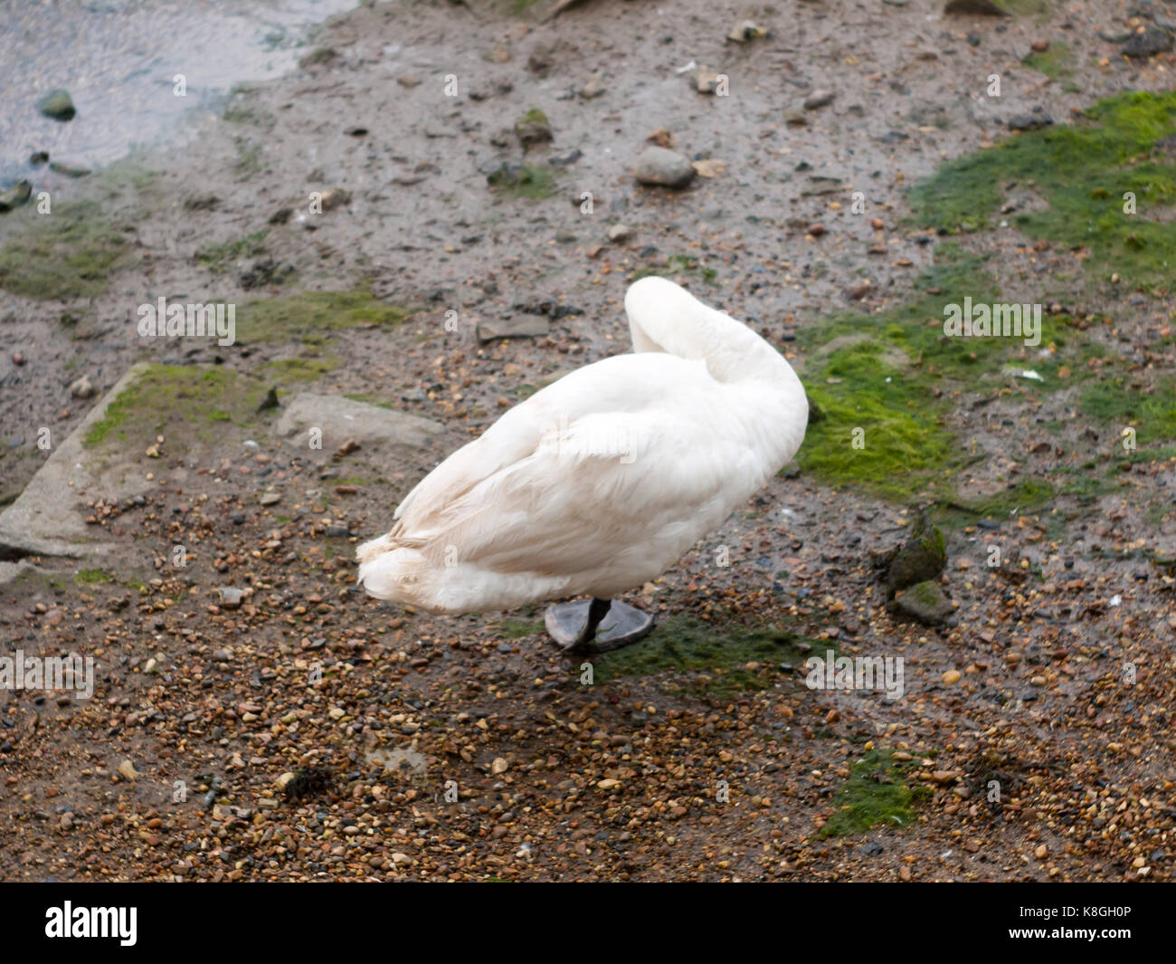 London chicken wing hi-res stock photography and images - Alamy