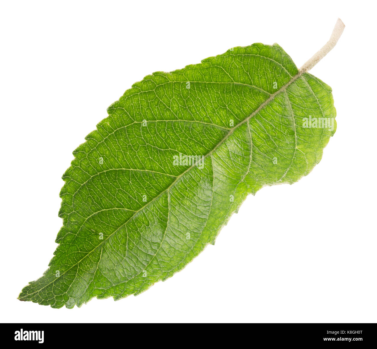 apple leaf isolated on a white background Stock Photo - Alamy