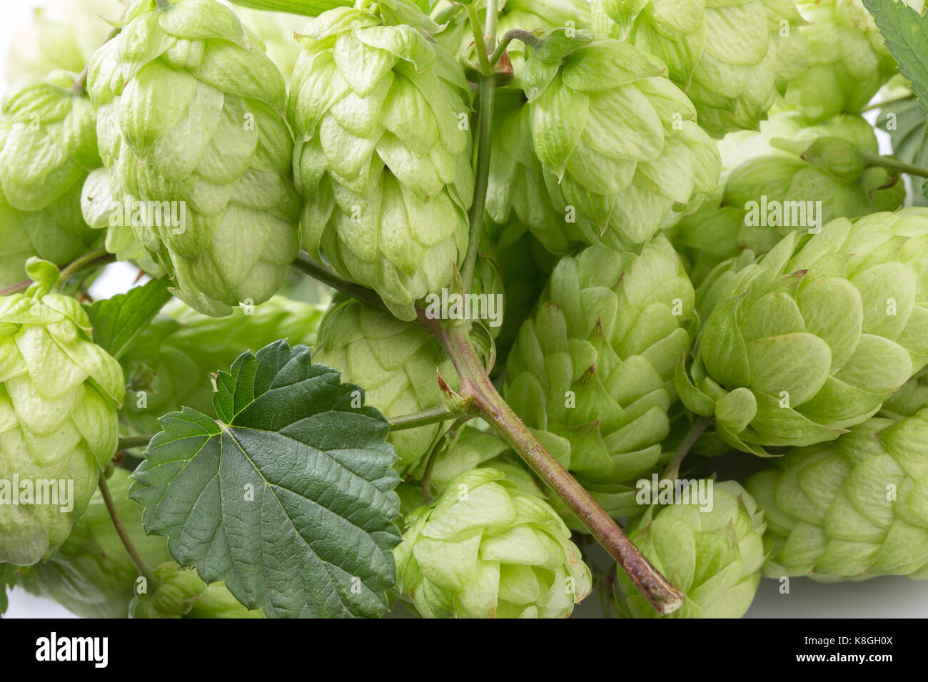 Close up hops cones hi-res stock photography and images - Alamy