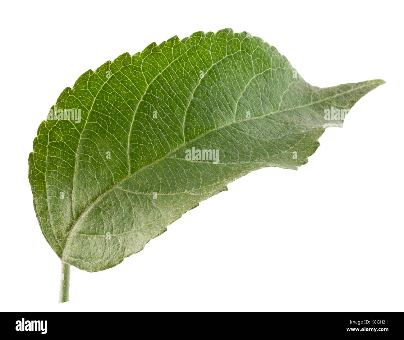 apple leaf isolated on a white background Stock Photo - Alamy