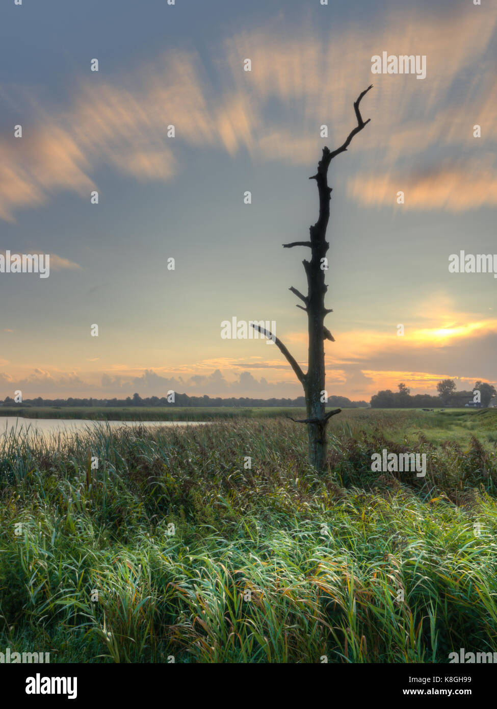 Long exposure of the landscape. Old tree close up Stock Photo - Alamy