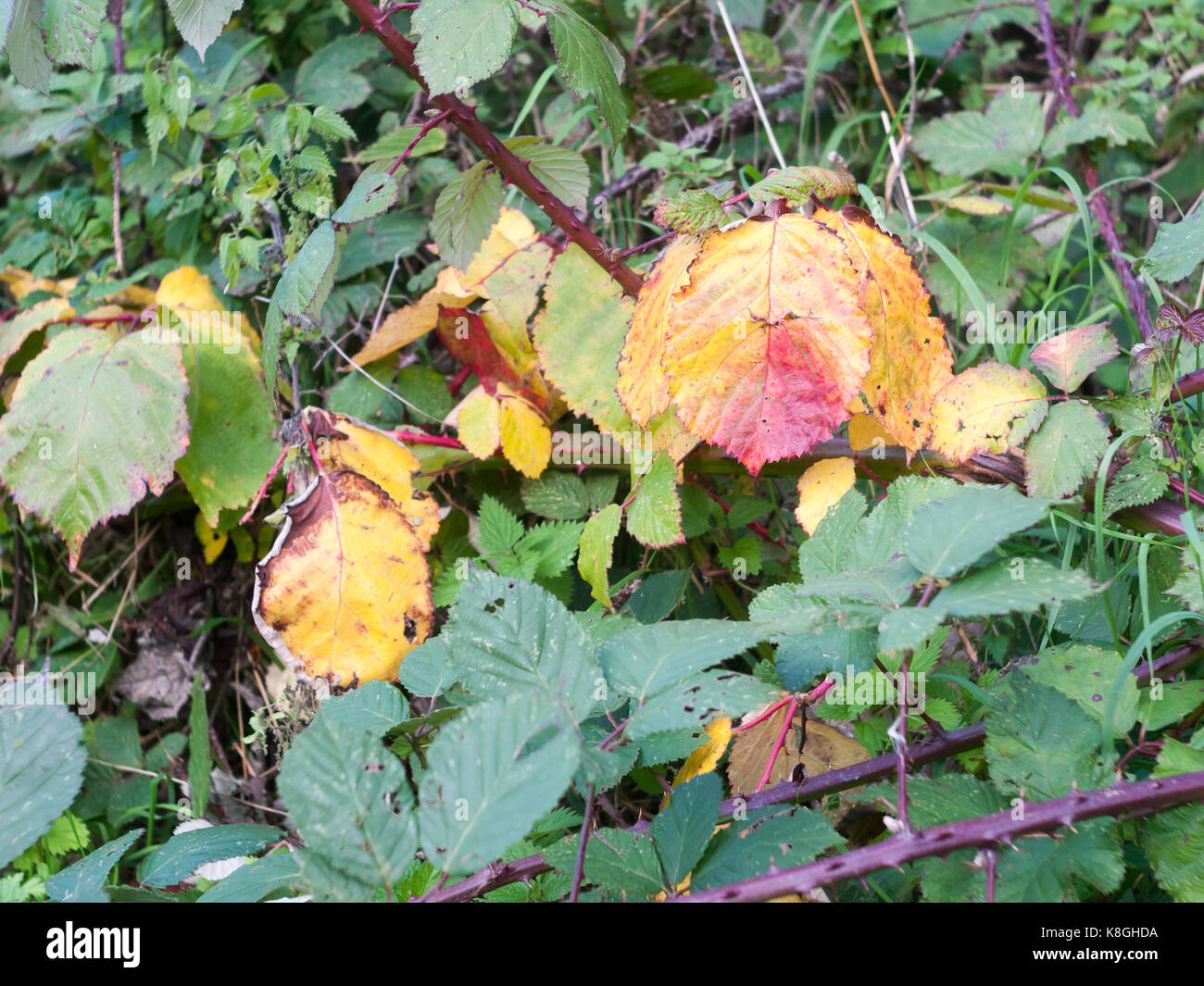 Fungus disease garden ornamental hi-res stock photography and images ...