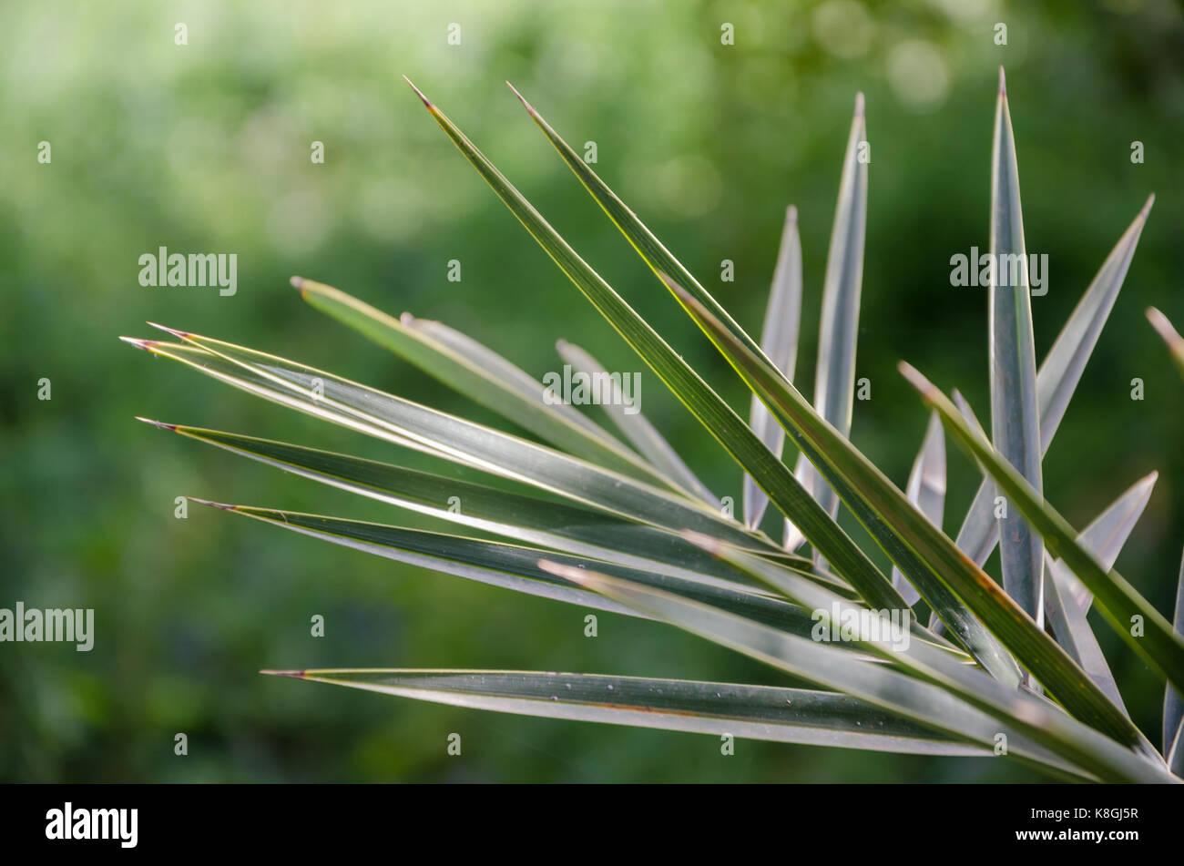 Sharp leaves beautiful nature hi-res stock photography and images - Alamy