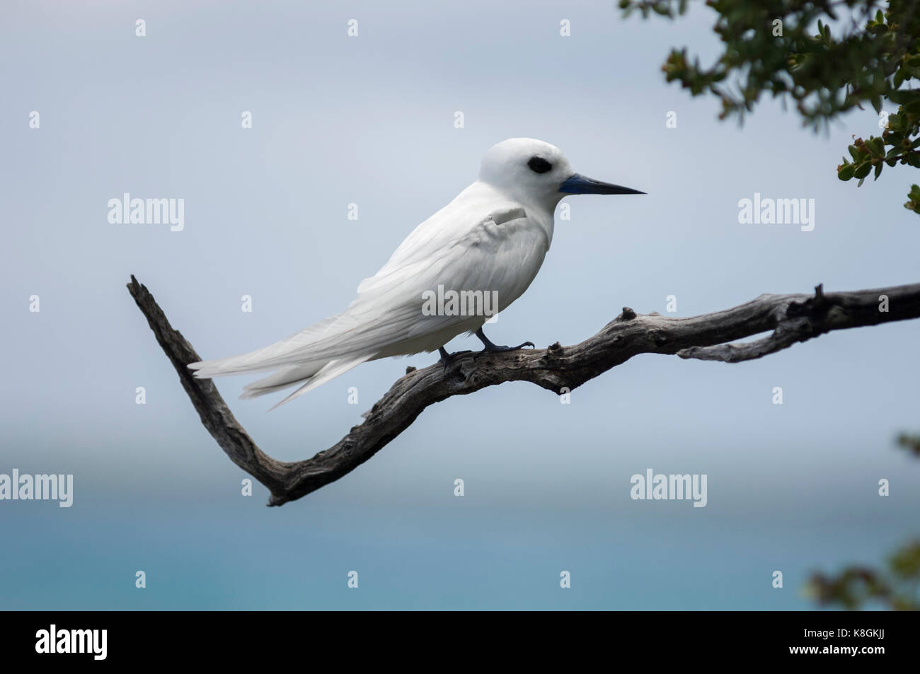White tern perched on tree branch, Tikehau, Bird Island, Tuamotu ...