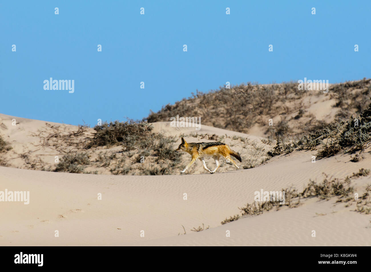 Black-backed Jackal (Canis mesomelas), Skeleton Coast National Park ...