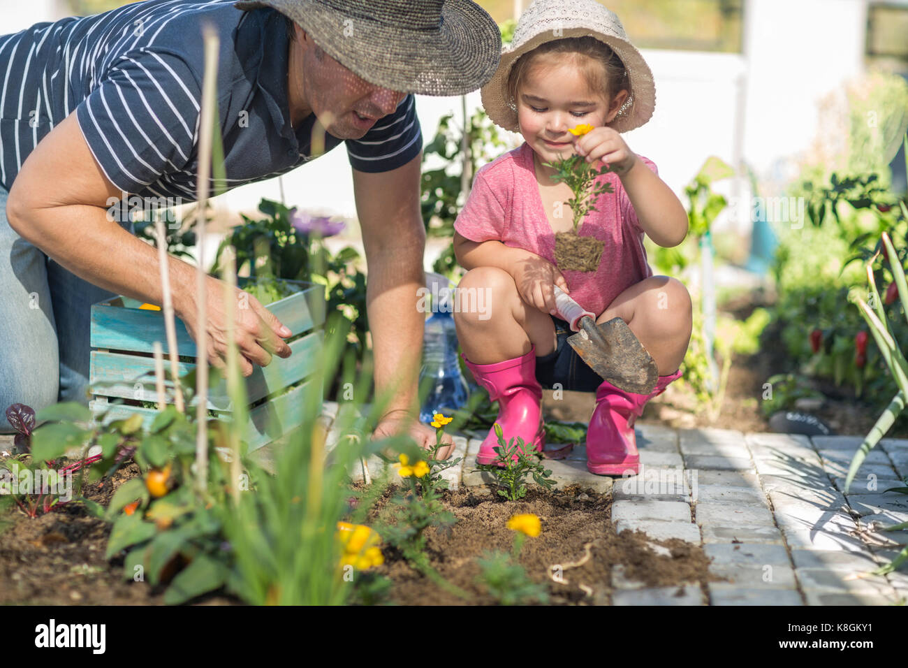 Father and daughter in garden together, planting flowers Stock Photo ...