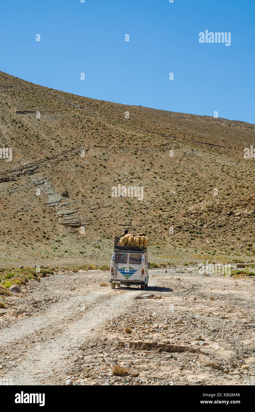 Many sheep being transported on roof of old van on rough track through ...