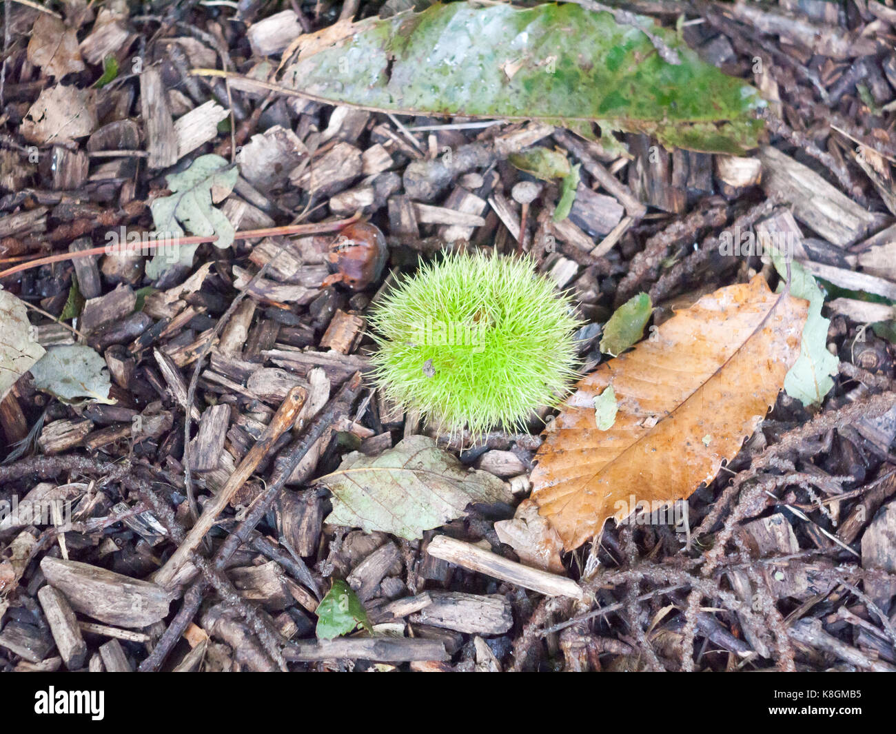 close up of one single spiky green chestnut forest floor Stock Photo ...