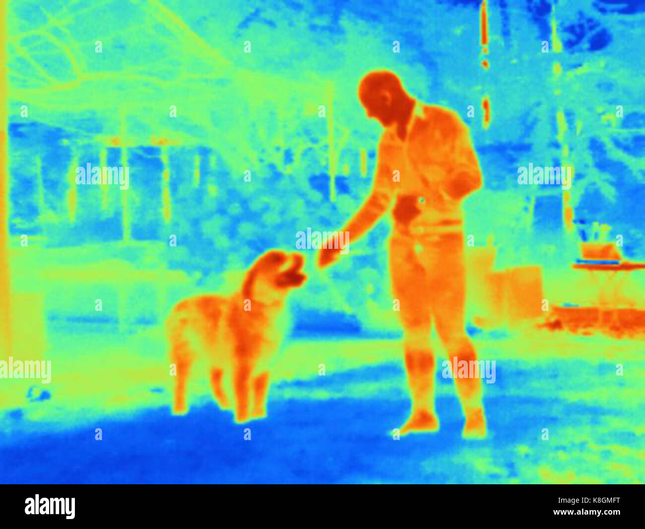 Thermal image of man with dog Stock Photo - Alamy