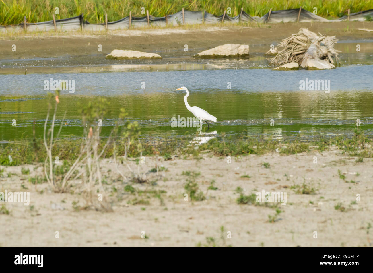 The Great white egret or common egret is wading through a suburban ...