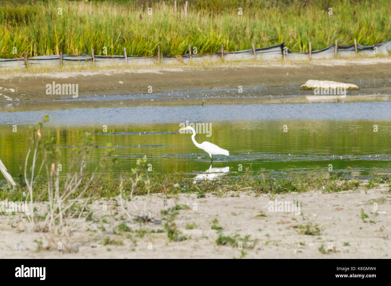 The Great white egret or common egret is wading through a suburban ...