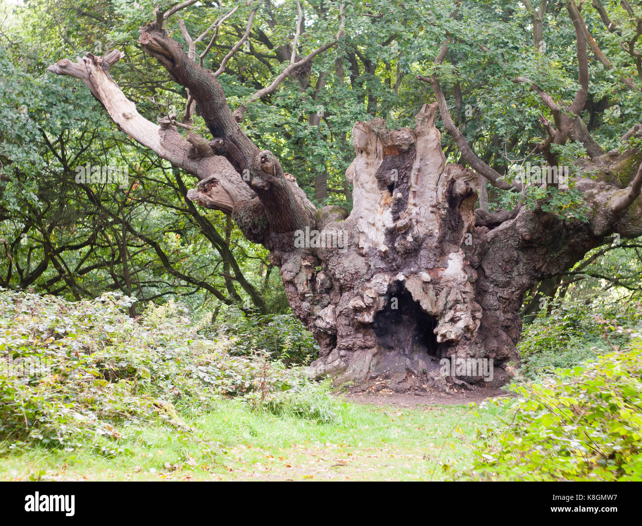 famous old knobbley old oak tree in forest in mistley Stock Photo - Alamy