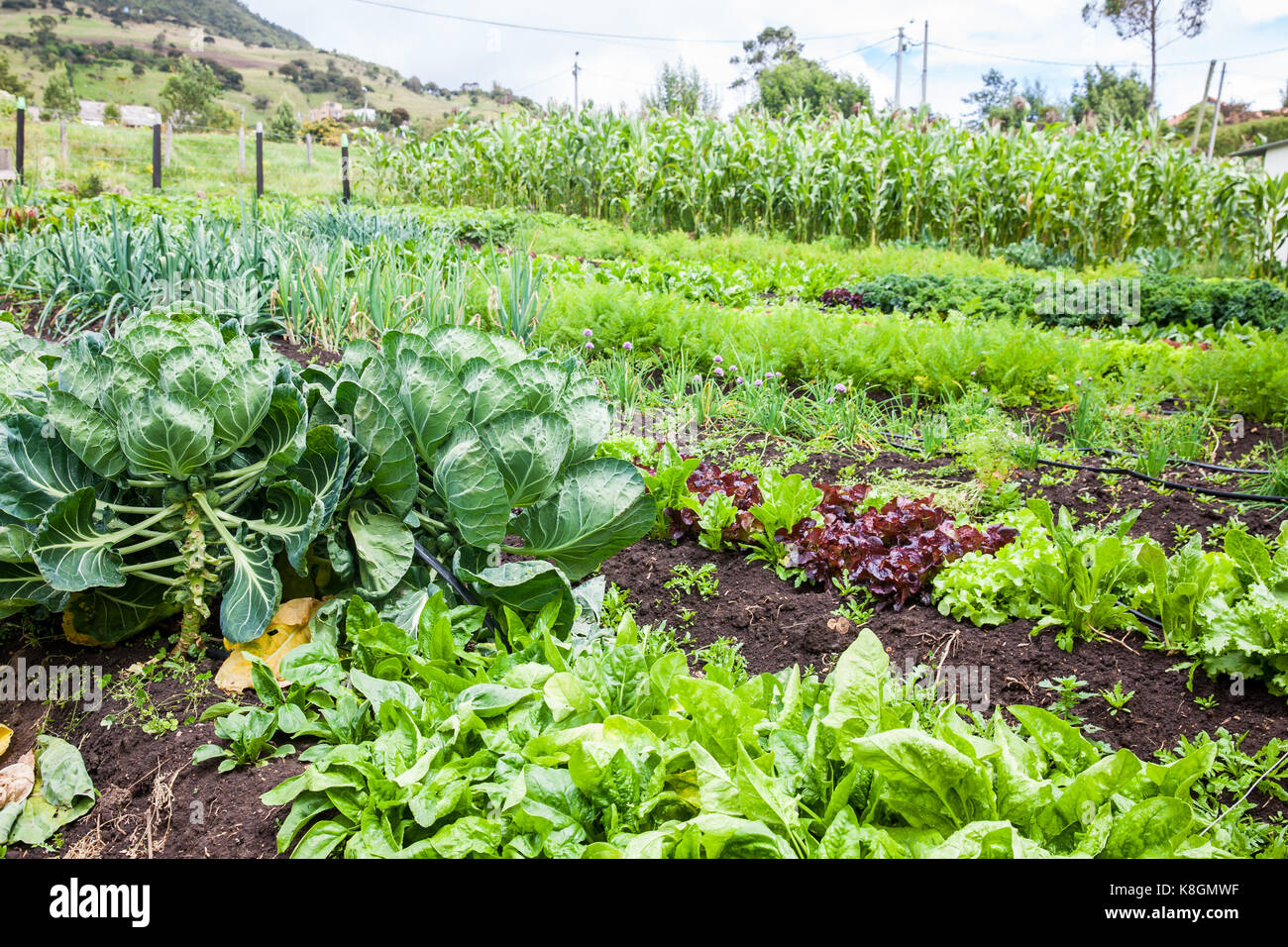 Orchard with several types of vegetables Stock Photo - Alamy