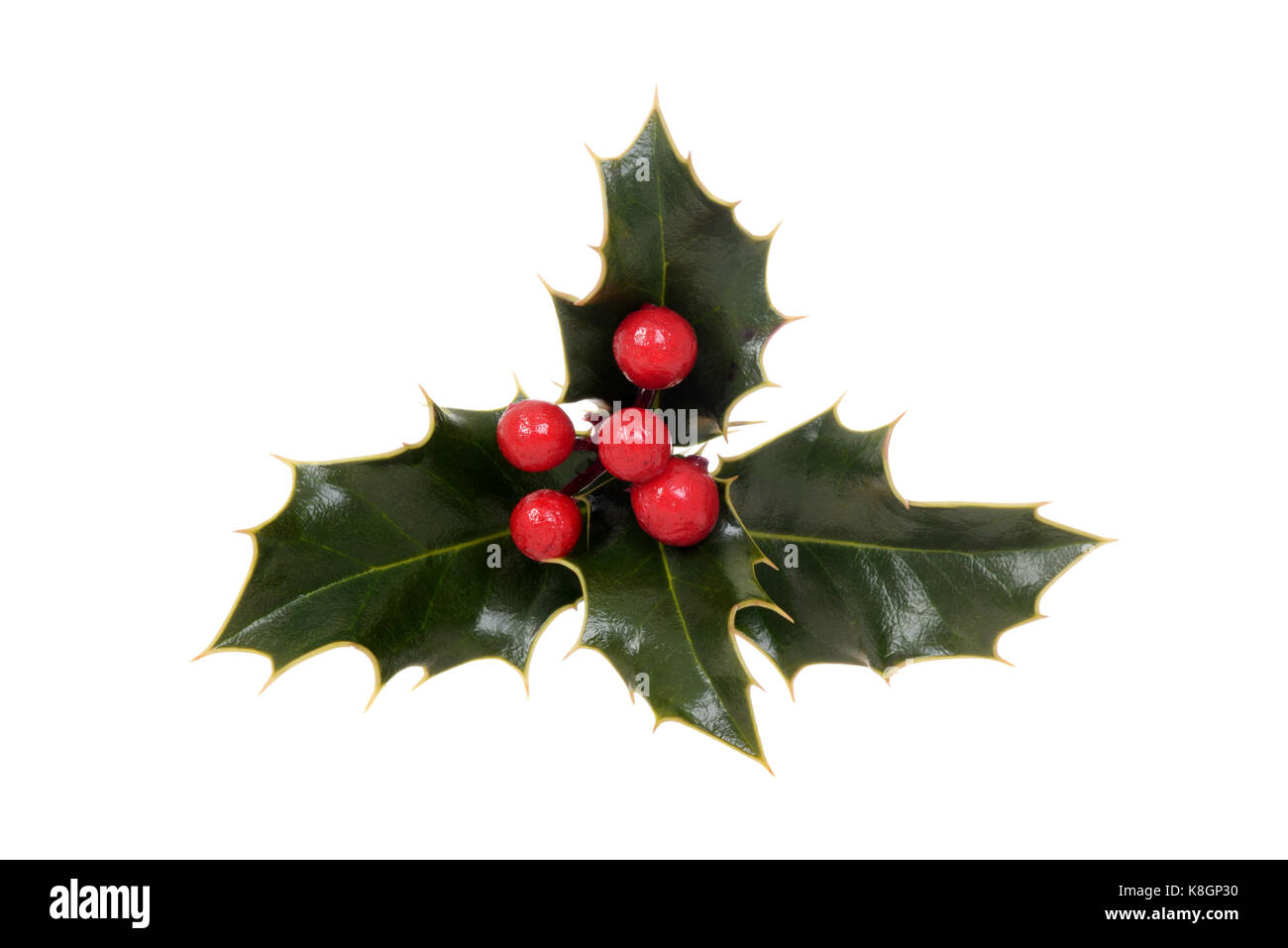 Holly berry seed hi-res stock photography and images - Alamy