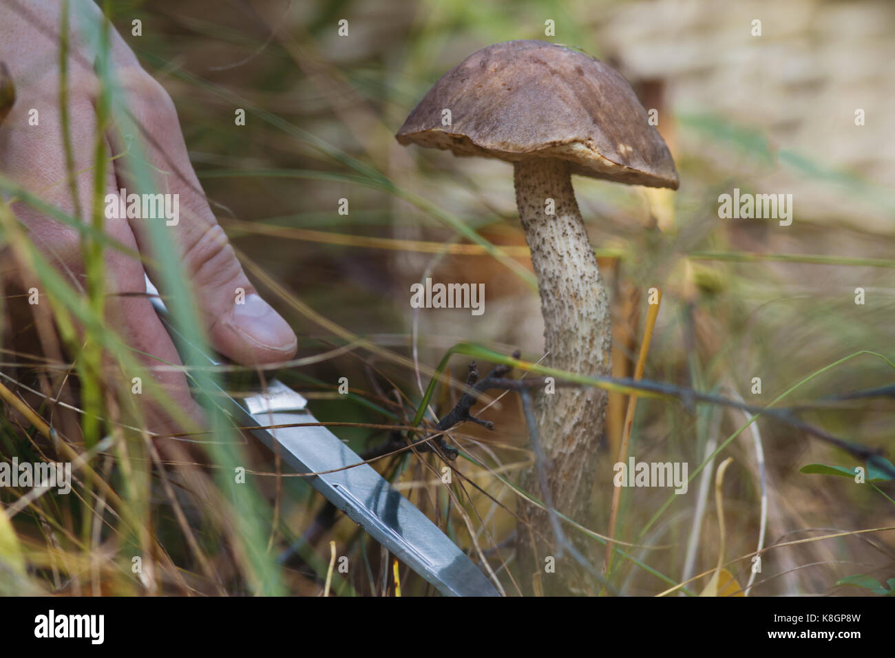 Mushroom cutting in the forest - close up view of hand with knife and ...