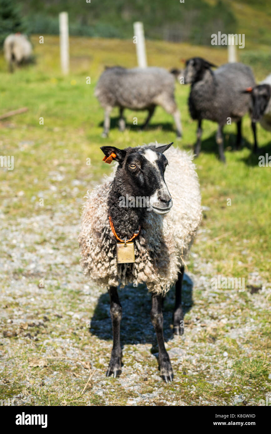 Sheep, Norway, Scandinavia, Europe Stock Photo - Alamy