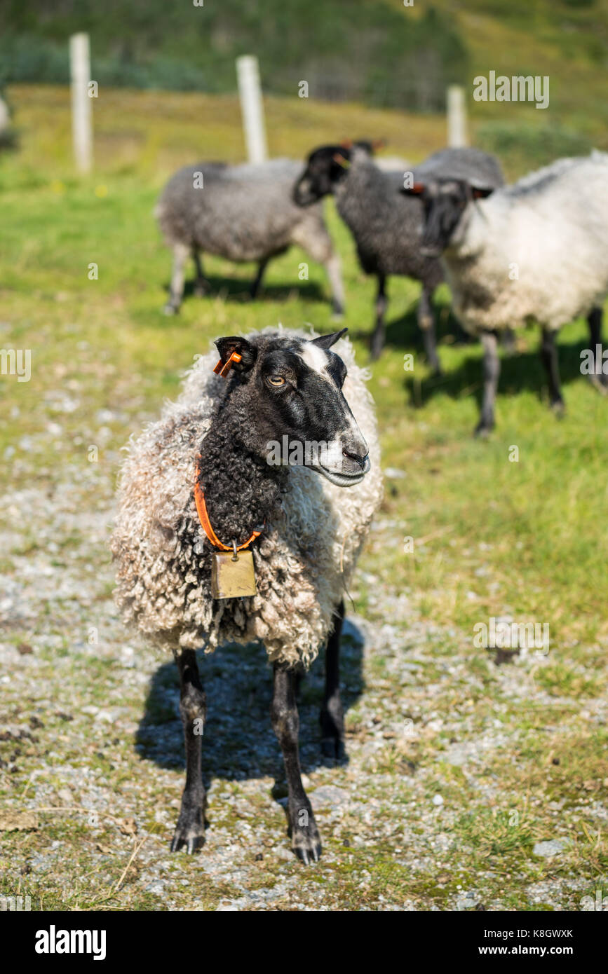 Sheep, Norway, Scandinavia, Europe Stock Photo - Alamy