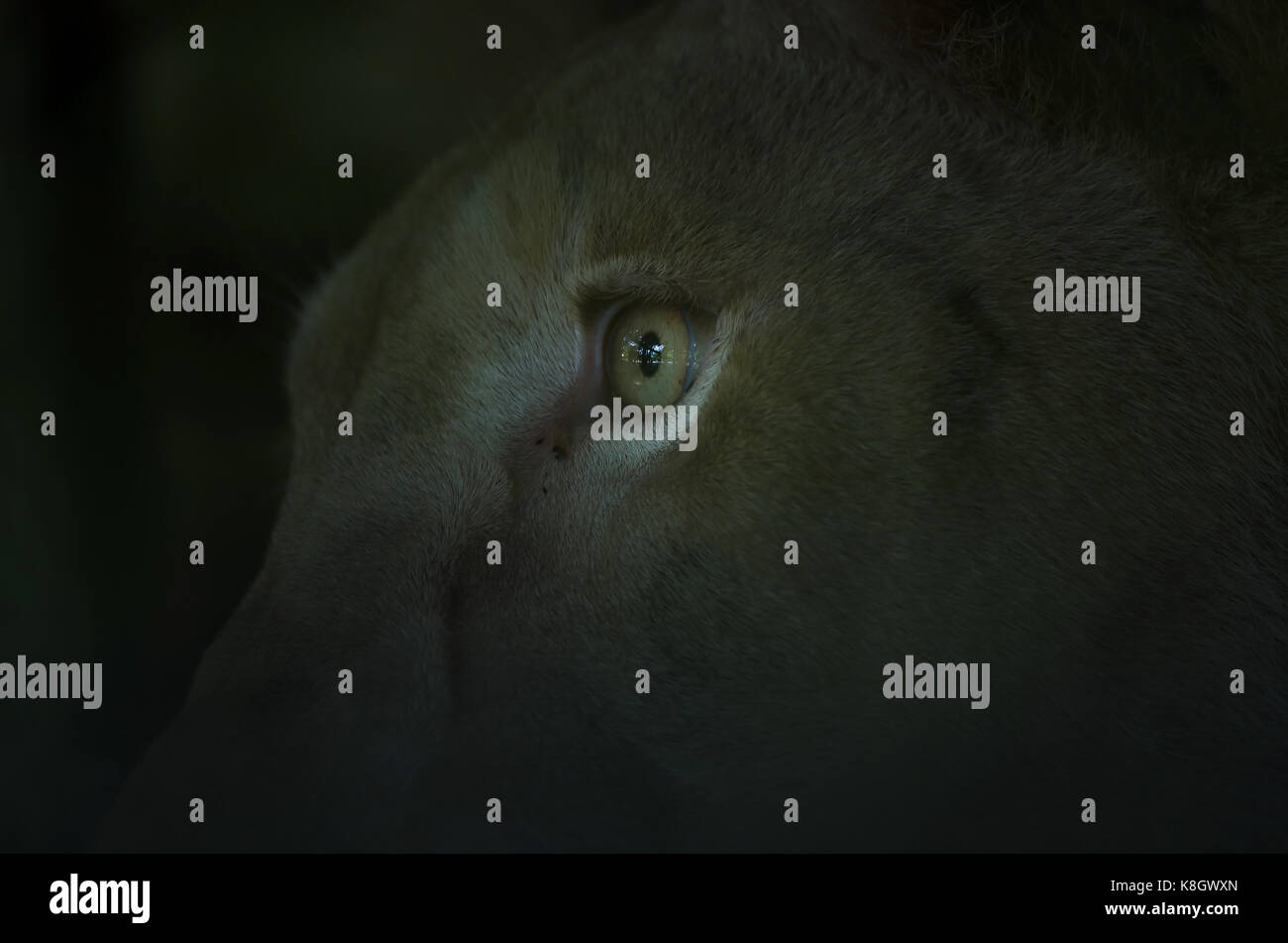 close up of the lion's eyes, abstract of animal Stock Photo - Alamy