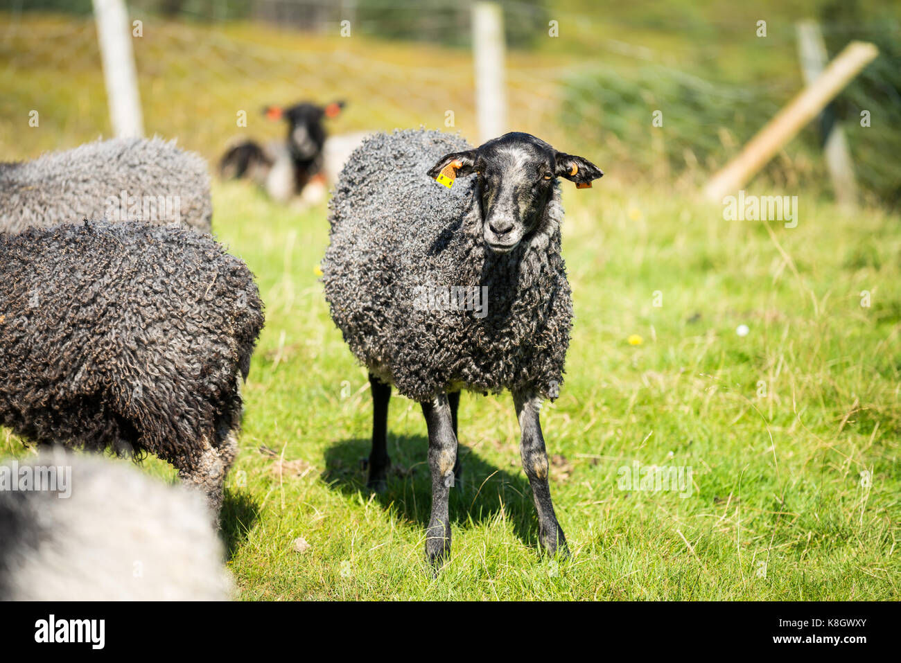 Sheep, Norway, Scandinavia, Europe Stock Photo - Alamy