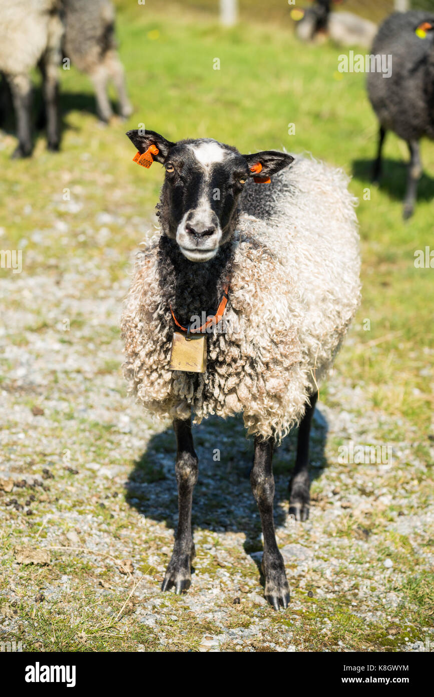 Sheep, Norway, Scandinavia, Europe Stock Photo - Alamy