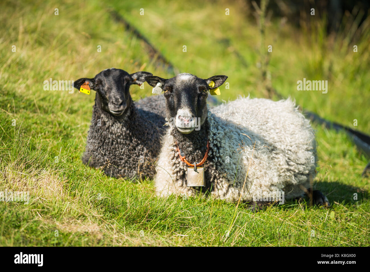 Sheep, Norway, Scandinavia, Europe Stock Photo - Alamy