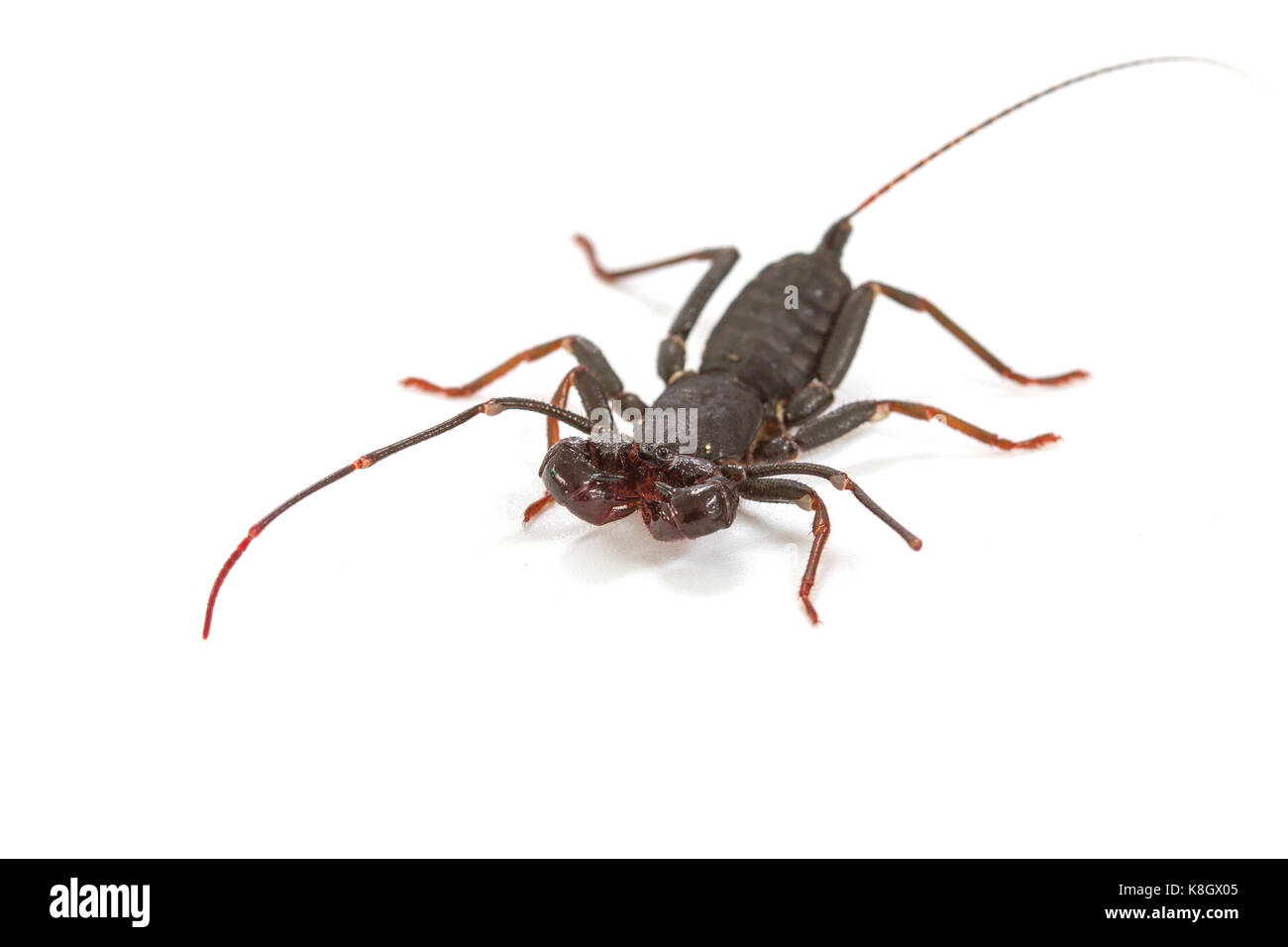 Close up of whip scorpion or vinegarroon (Mastigoproctus giganteus) on ...